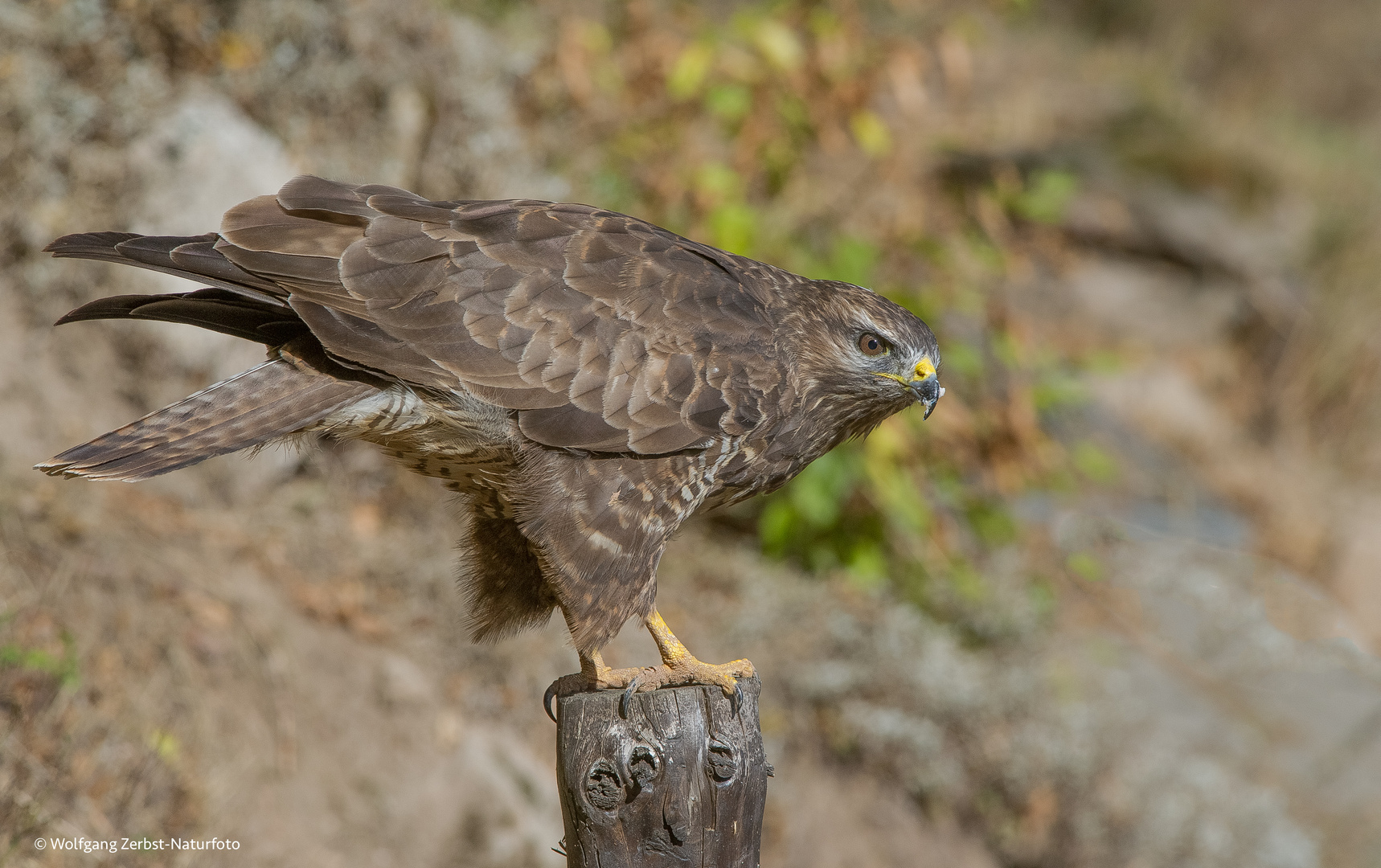 - Bussard -- Foto & Bild | fotos, world, natur Bilder auf fotocommunity