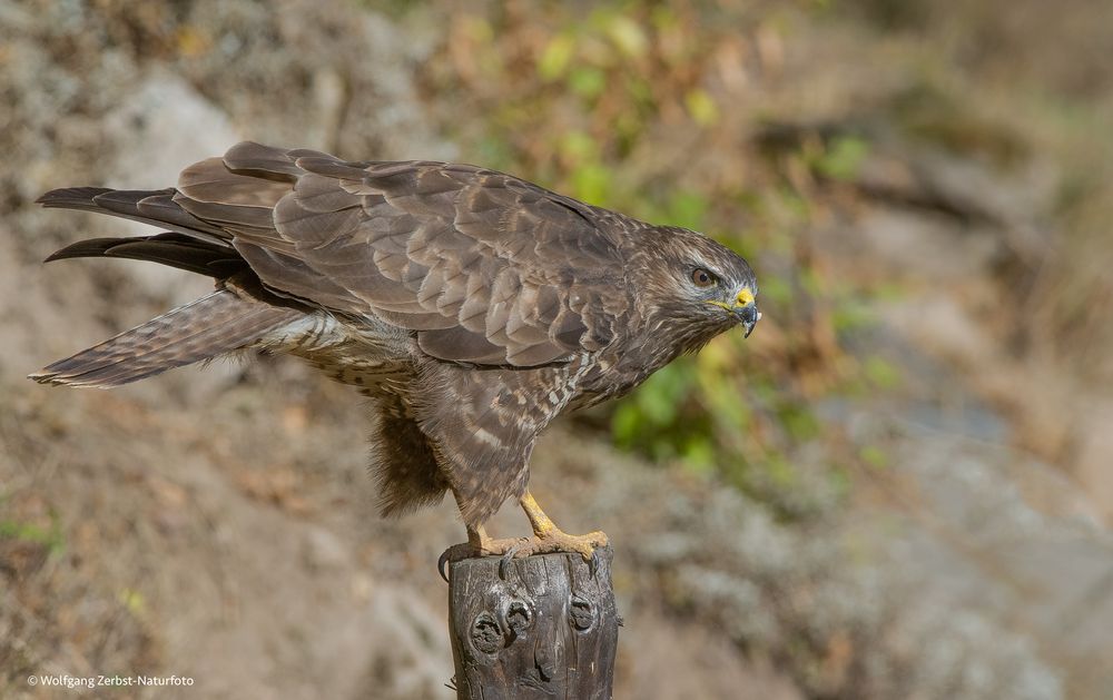 - Bussard -- Foto & Bild | fotos, world, natur Bilder auf fotocommunity