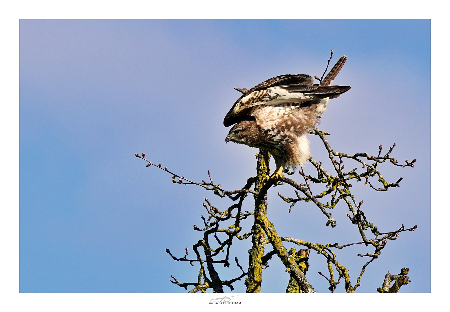 Bussard... Foto & Bild | bäume, frühling, himmel Bilder auf fotocommunity