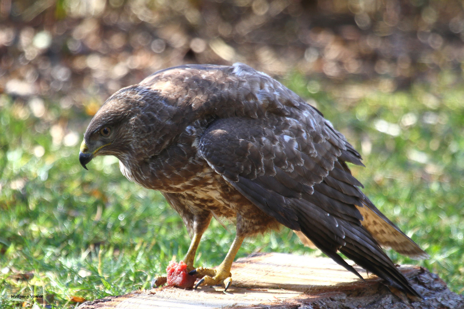 Bussard Foto & Bild | nah- & makro, tiere, wildlife Bilder auf ...