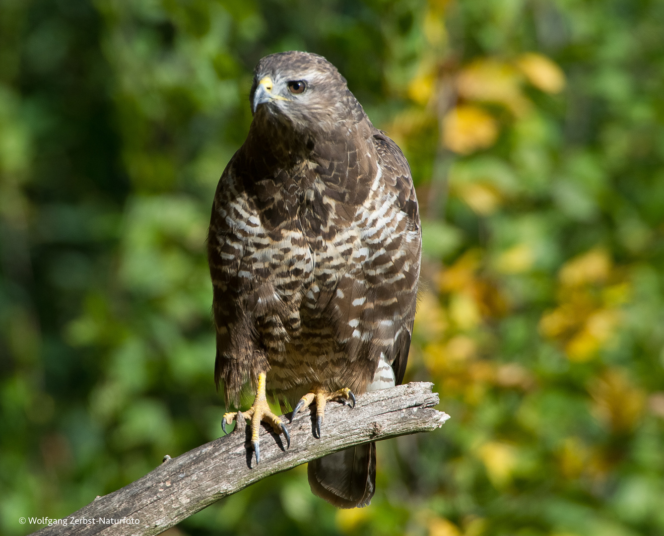 -- Bussard. -- Foto & Bild | fotos, natur, tiere Bilder auf fotocommunity