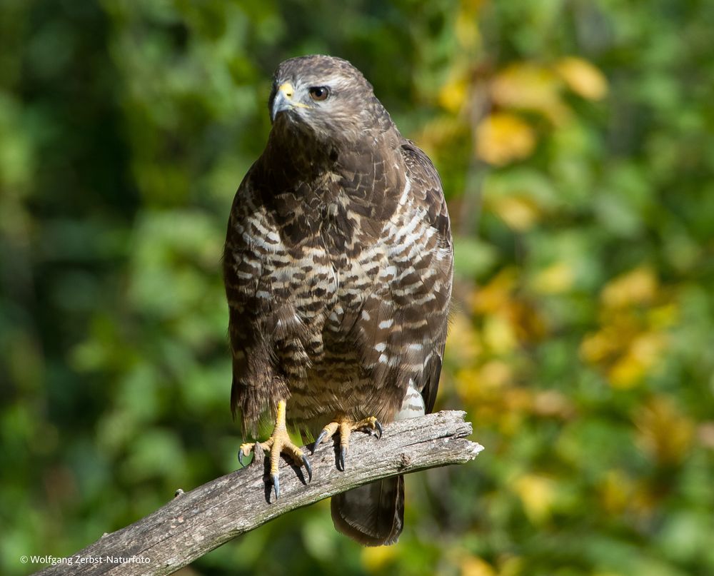 -- Bussard. -- Foto & Bild | fotos, natur, tiere Bilder auf fotocommunity