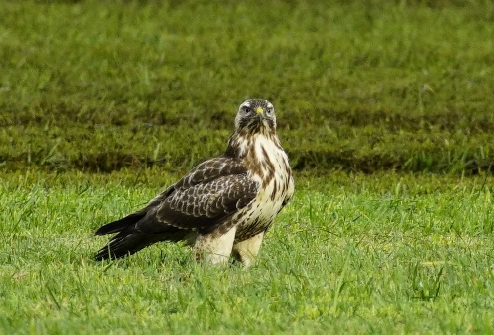 Bussard. Foto & Bild | tiere, wildlife, wild lebende vögel Bilder auf ...
