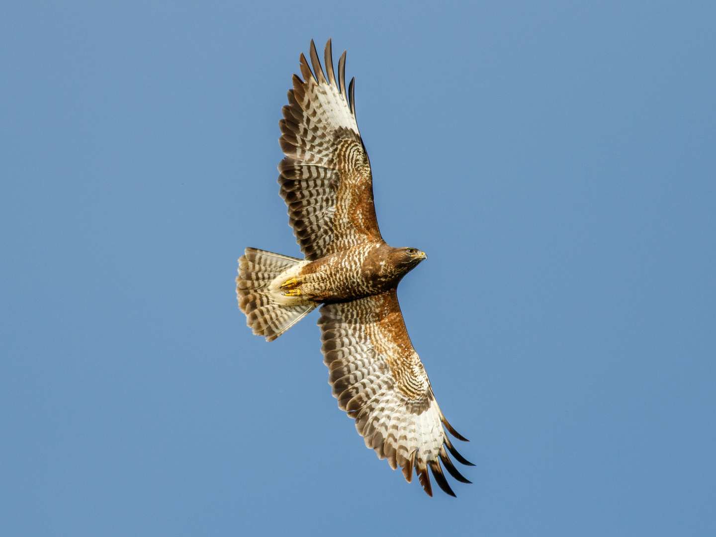 Bussard Foto & Bild | natur, tiere, vögel Bilder auf fotocommunity