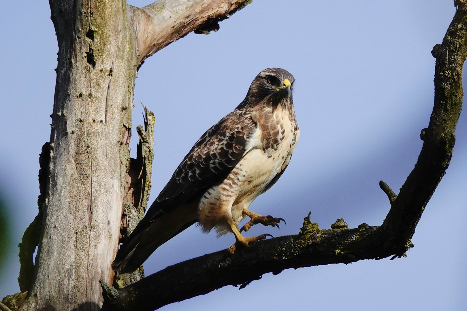 BUSSARD Foto & Bild | natur, vögel, wildlife Bilder auf fotocommunity