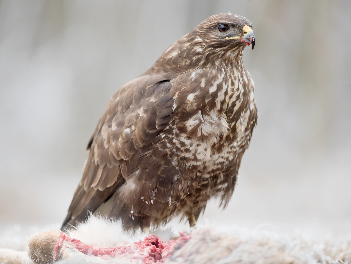 Bussard.. Foto & Bild | winter, natur, tiere Bilder auf fotocommunity