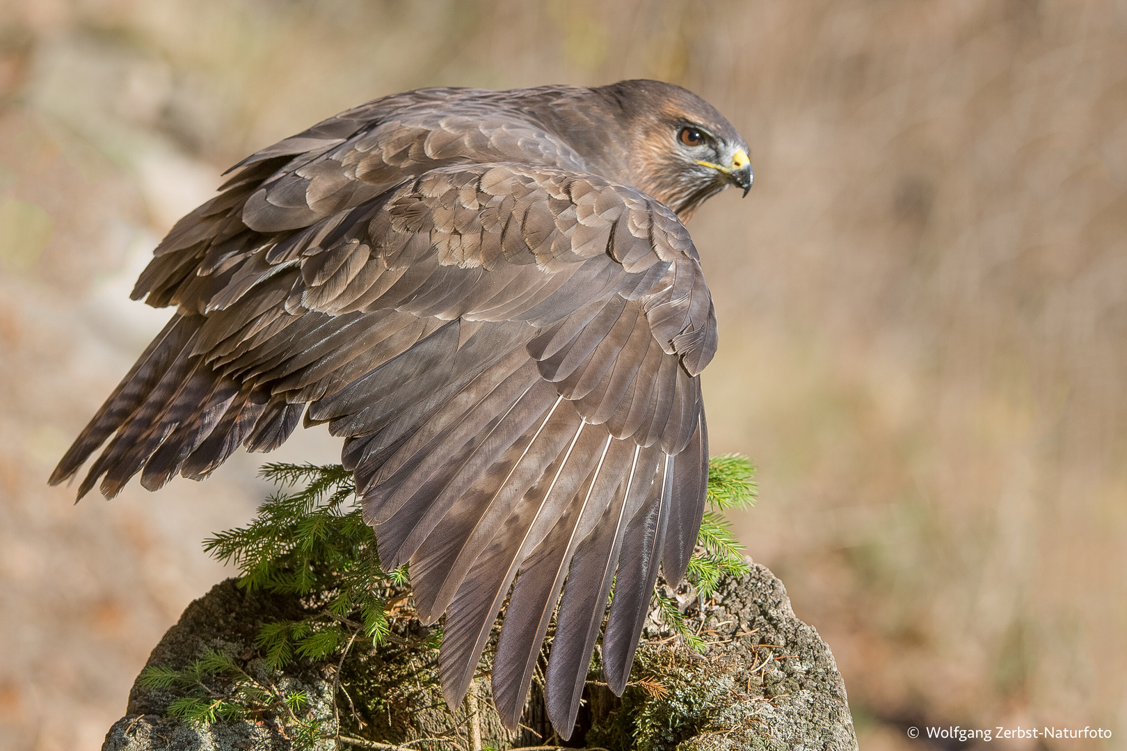Bussard --- Foto & Bild | fotos, natur, pflanzen Bilder auf fotocommunity