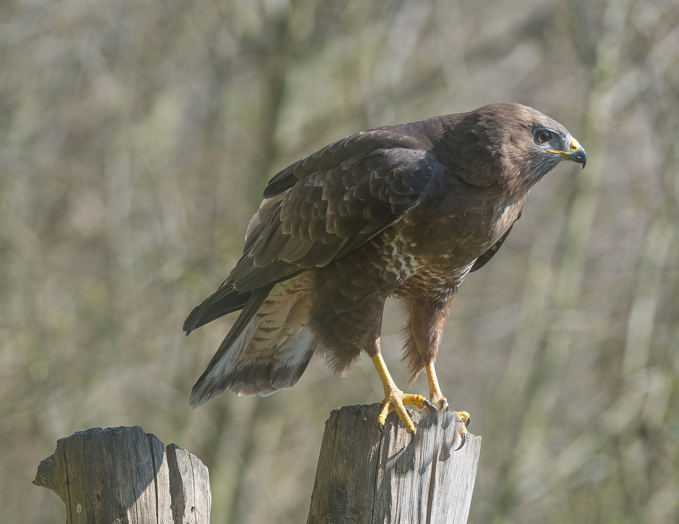 -- Bussard -- Foto & Bild | fotos, natur, tiere Bilder auf fotocommunity
