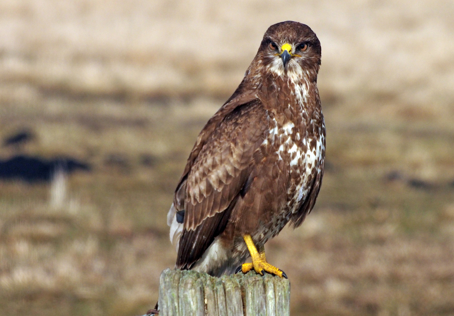 Bussard Foto & Bild | tiere, wildlife, wild lebende vögel Bilder auf ...