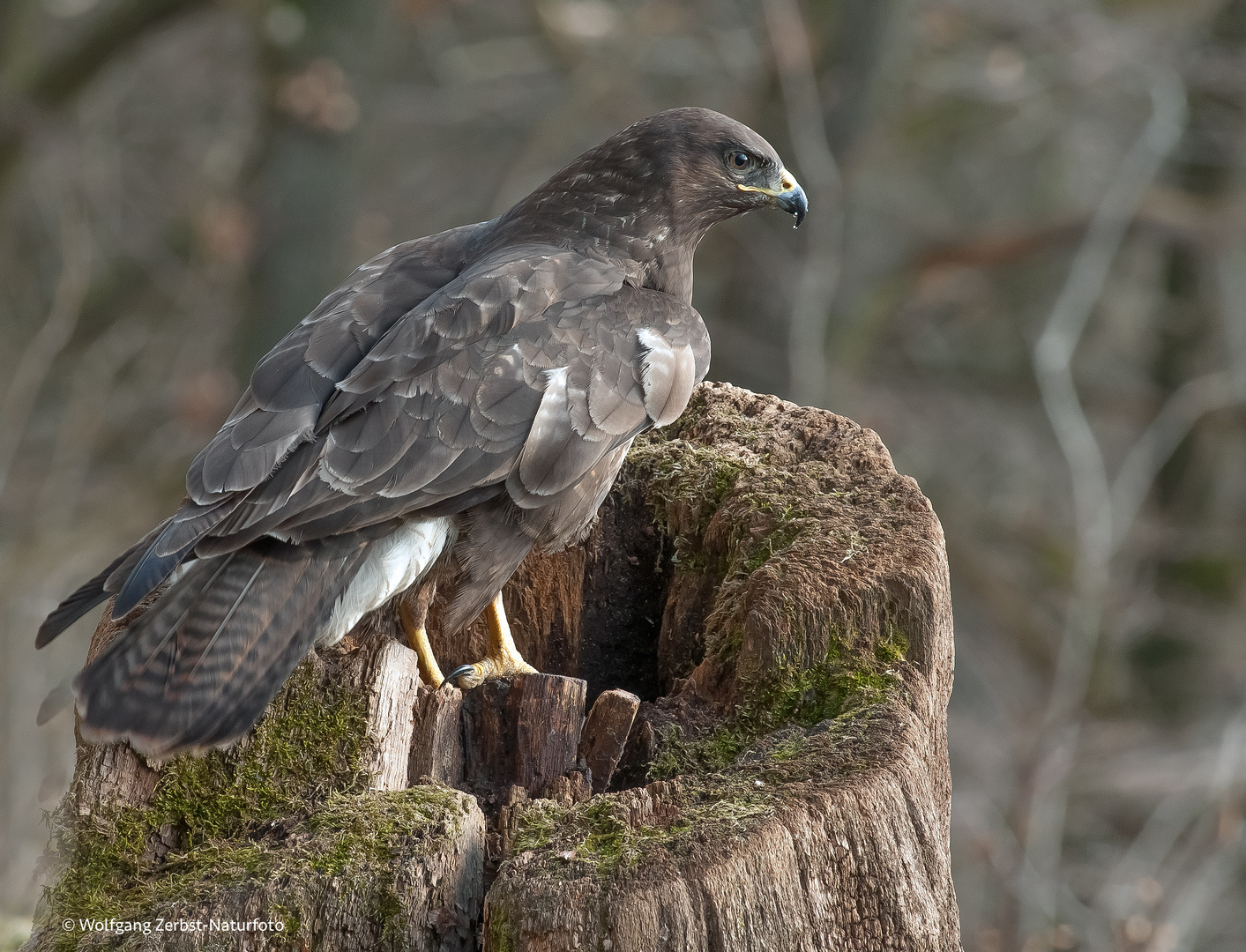 -- Bussard -- Foto & Bild | fotos, natur, tiere Bilder auf fotocommunity