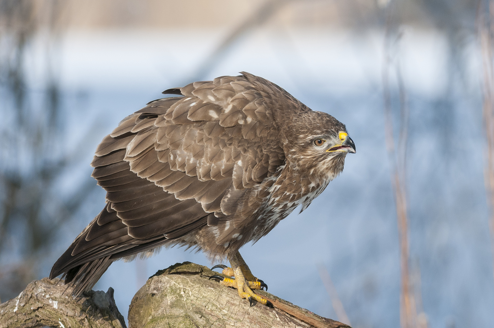 Bussard Foto & Bild | tiere, wildlife, wild lebende vögel Bilder auf ...