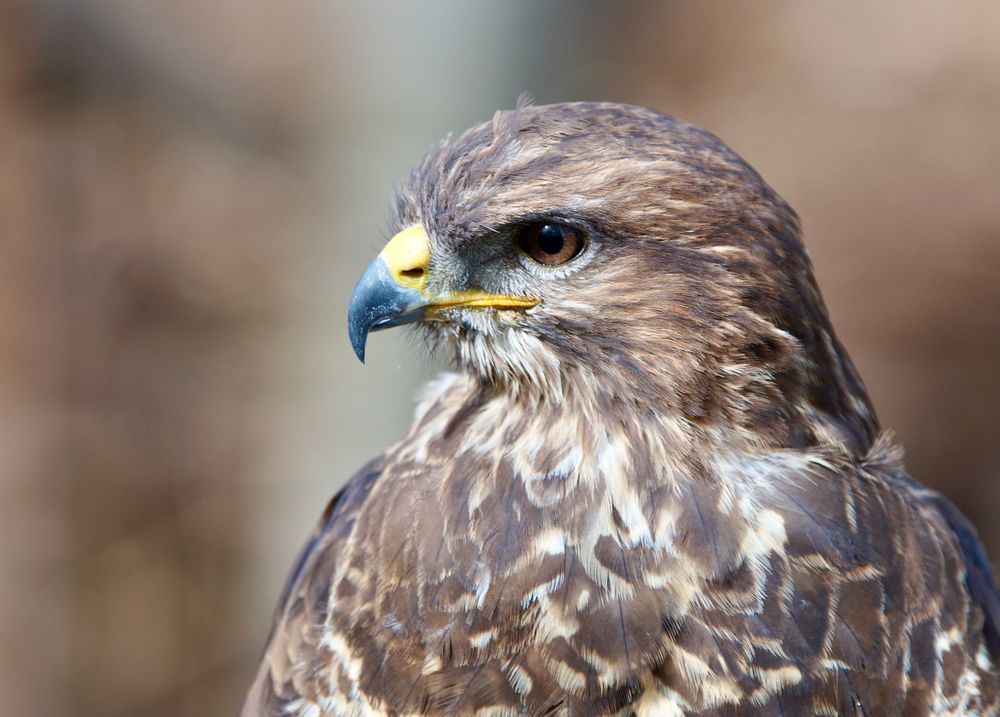 Bussard Foto & Bild | natur, portrait, zoo Bilder auf fotocommunity