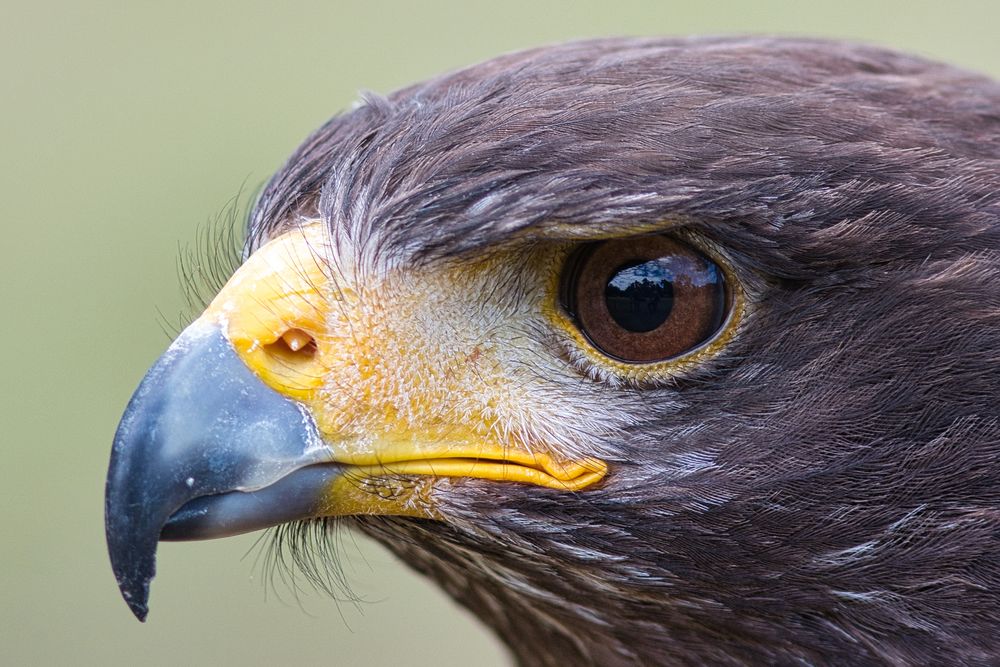 Bussard I Foto & Bild | tiere, wildlife, wild lebende vögel Bilder auf ...