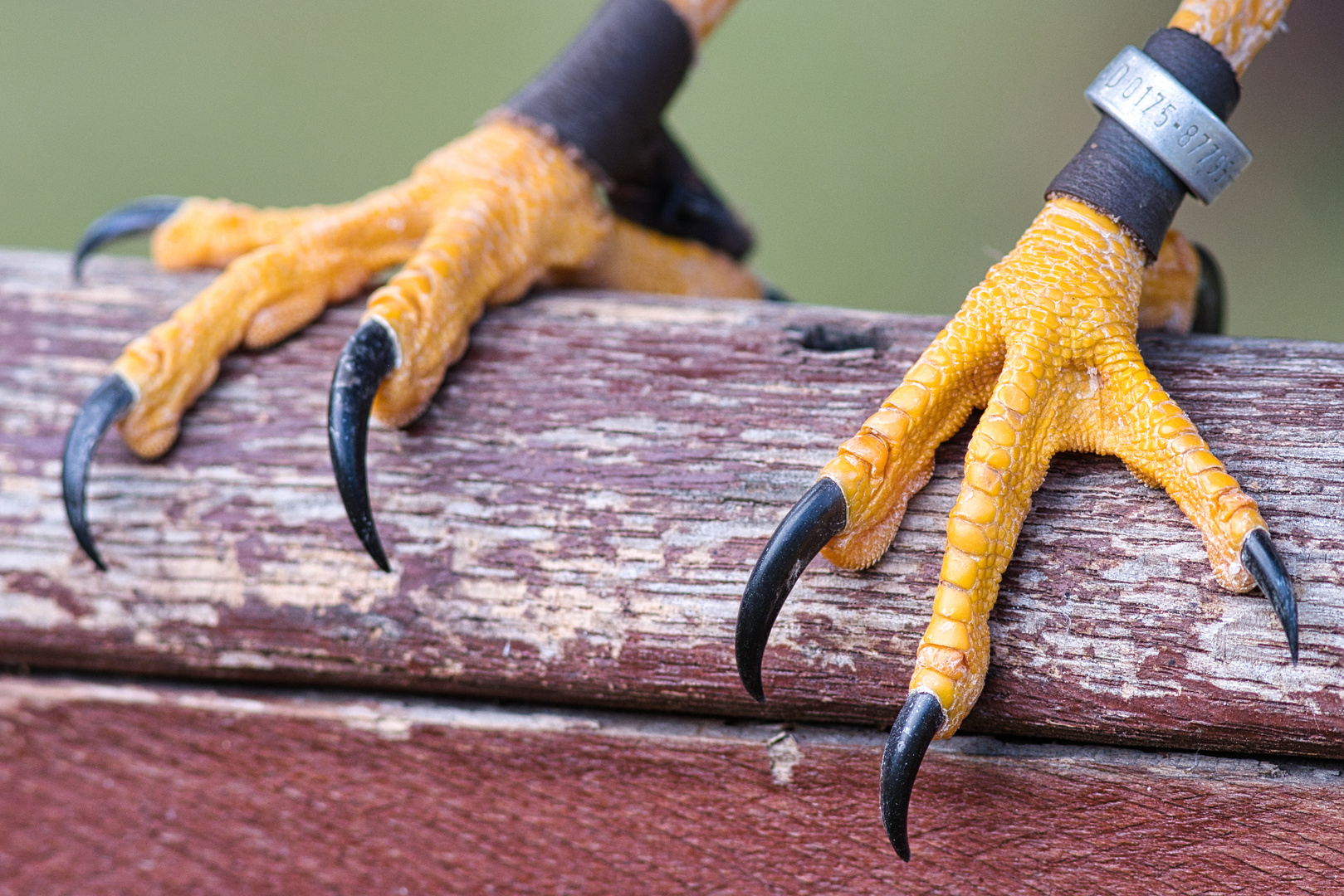 Bussard III Foto & Bild | tiere, wildlife, wild lebende vögel Bilder ...