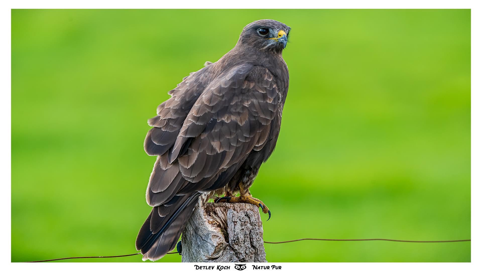 Bussard im Ansitz Foto & Bild | tiere, wildlife, wild lebende vögel ...