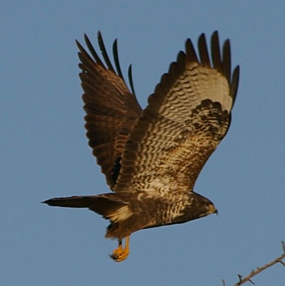 Bussard im Flug Foto & Bild | tiere, wildlife, wild lebende vögel ... Bussard im Flug Foto & Bild | tiere, wildlife, wild lebende vögel ...