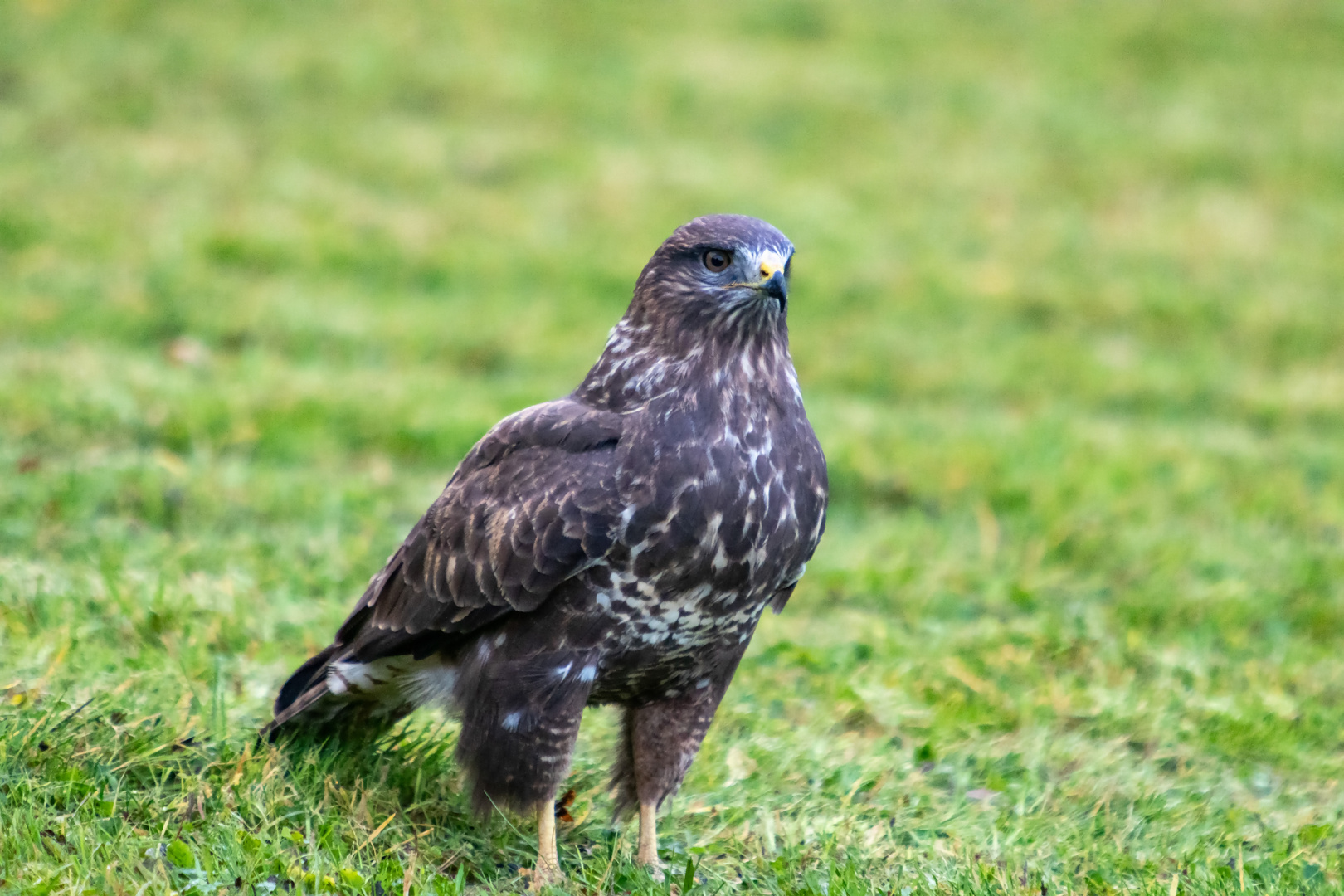 Bussard im Gras Foto & Bild | tiere, wildlife, wild lebende vögel ...
