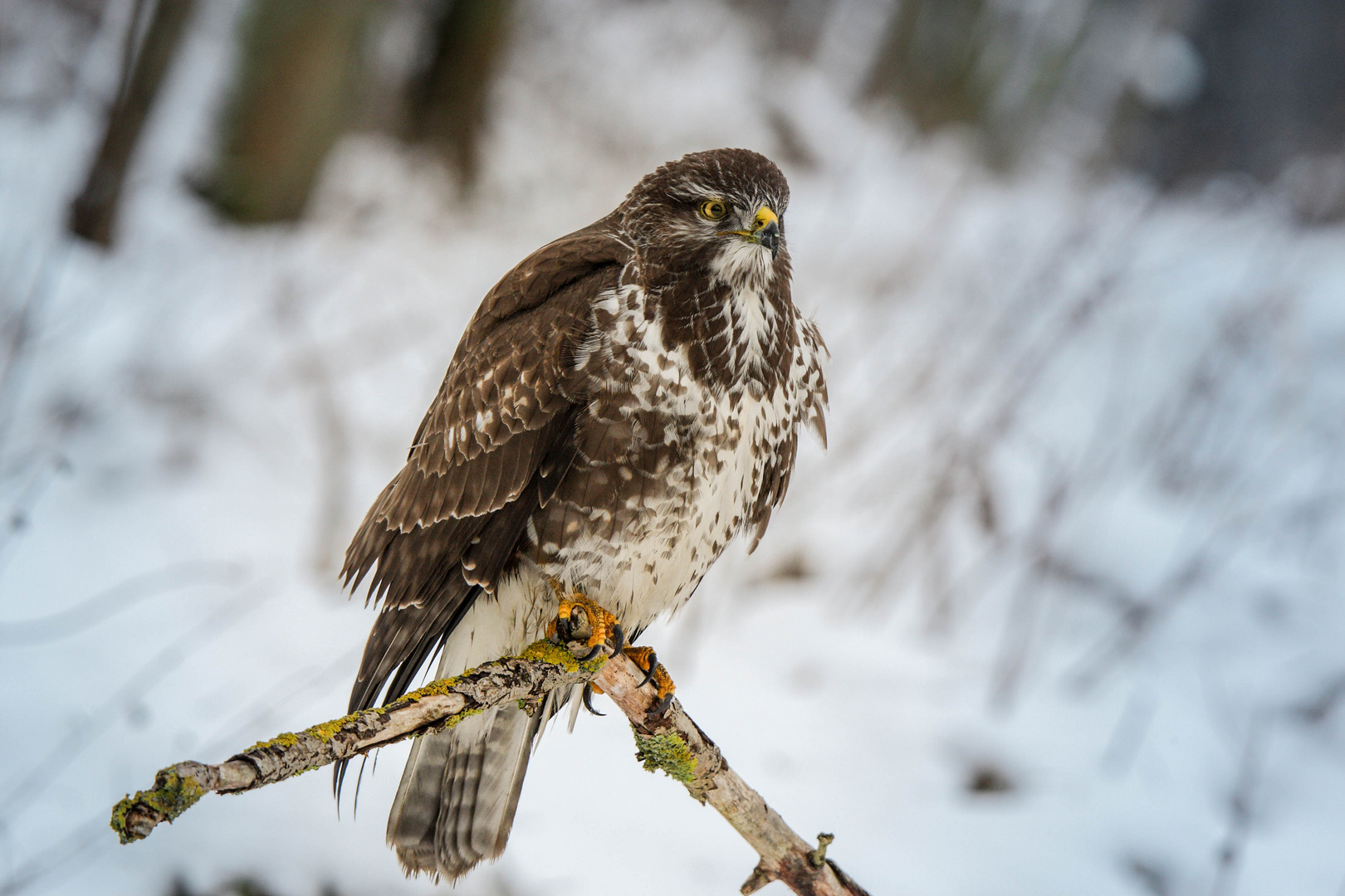 Bussard im Schnee Foto & Bild | natur, tiere, vögel Bilder auf ...