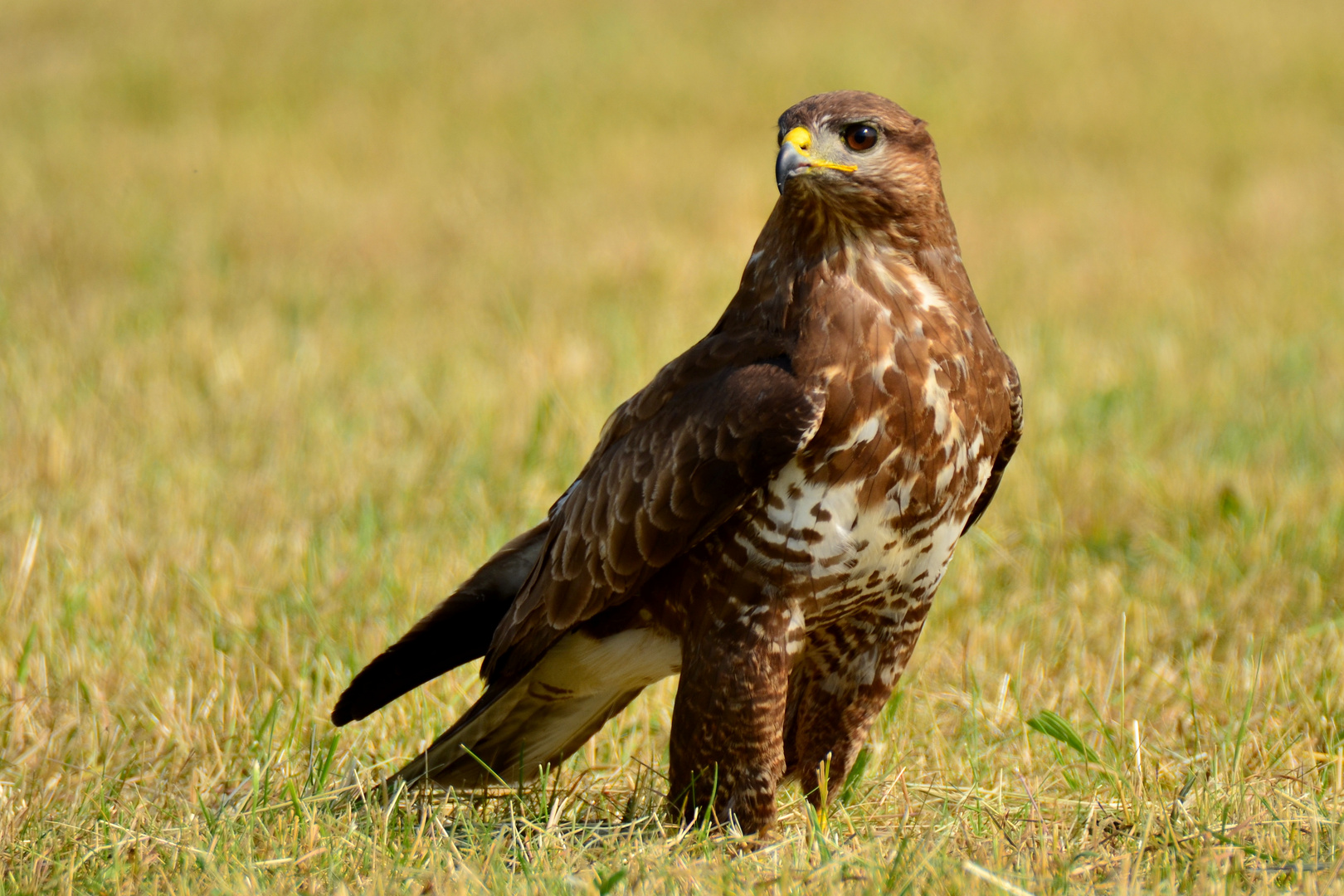 Bussard in den Lippeauen Foto & Bild | tiere, wildlife, wild lebende ...