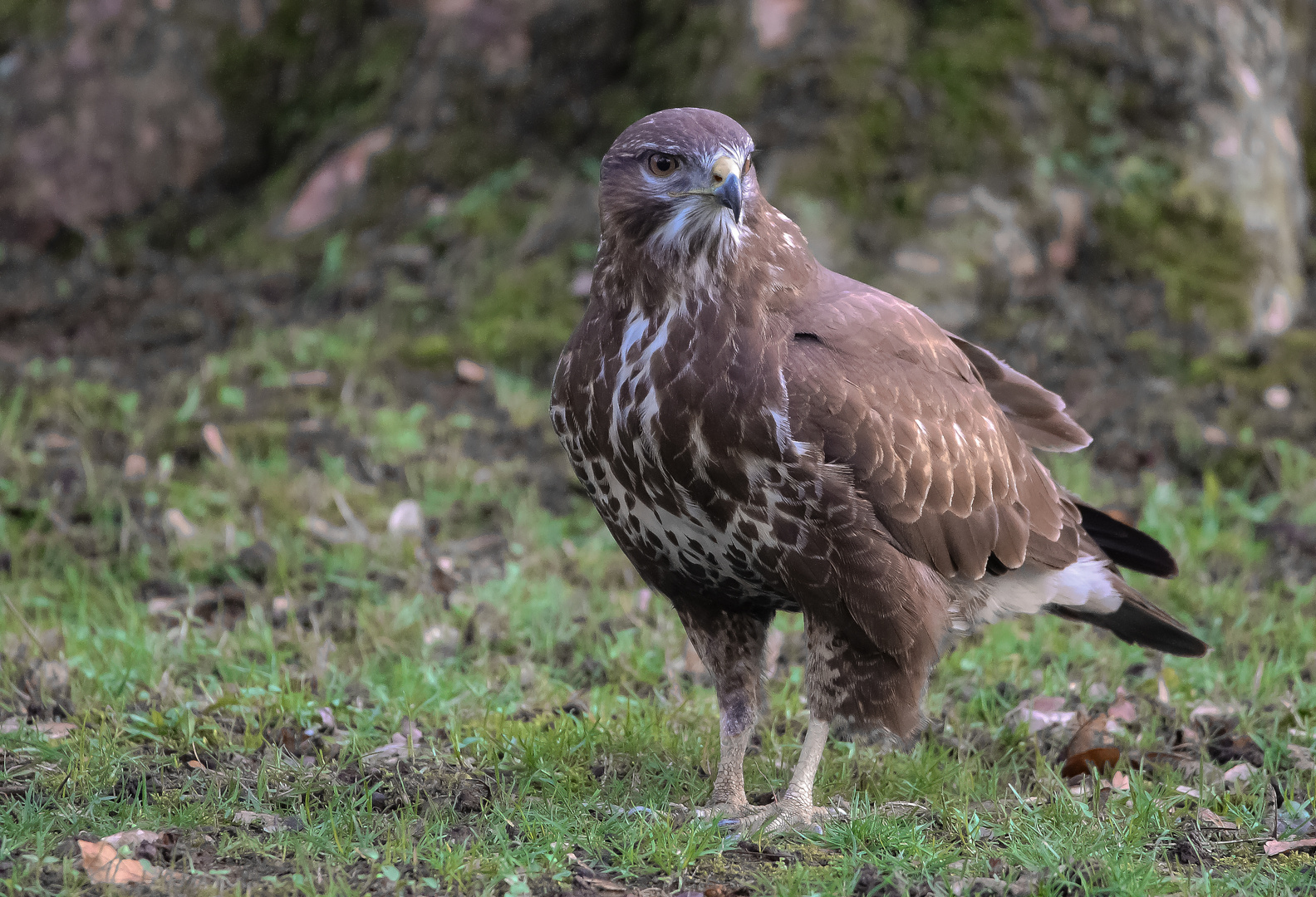 Bussard mal nicht auf dem Baum ! Foto & Bild | natur, tiere, vögel ...