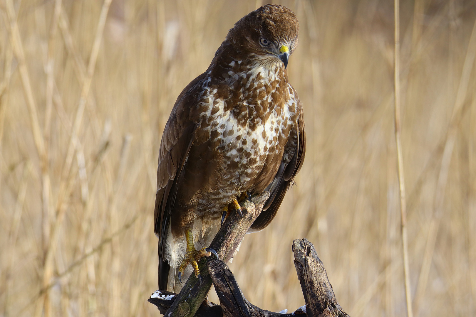 Bussard Nr. 4 Foto & Bild | tiere, wildlife, wildlife luder ...
