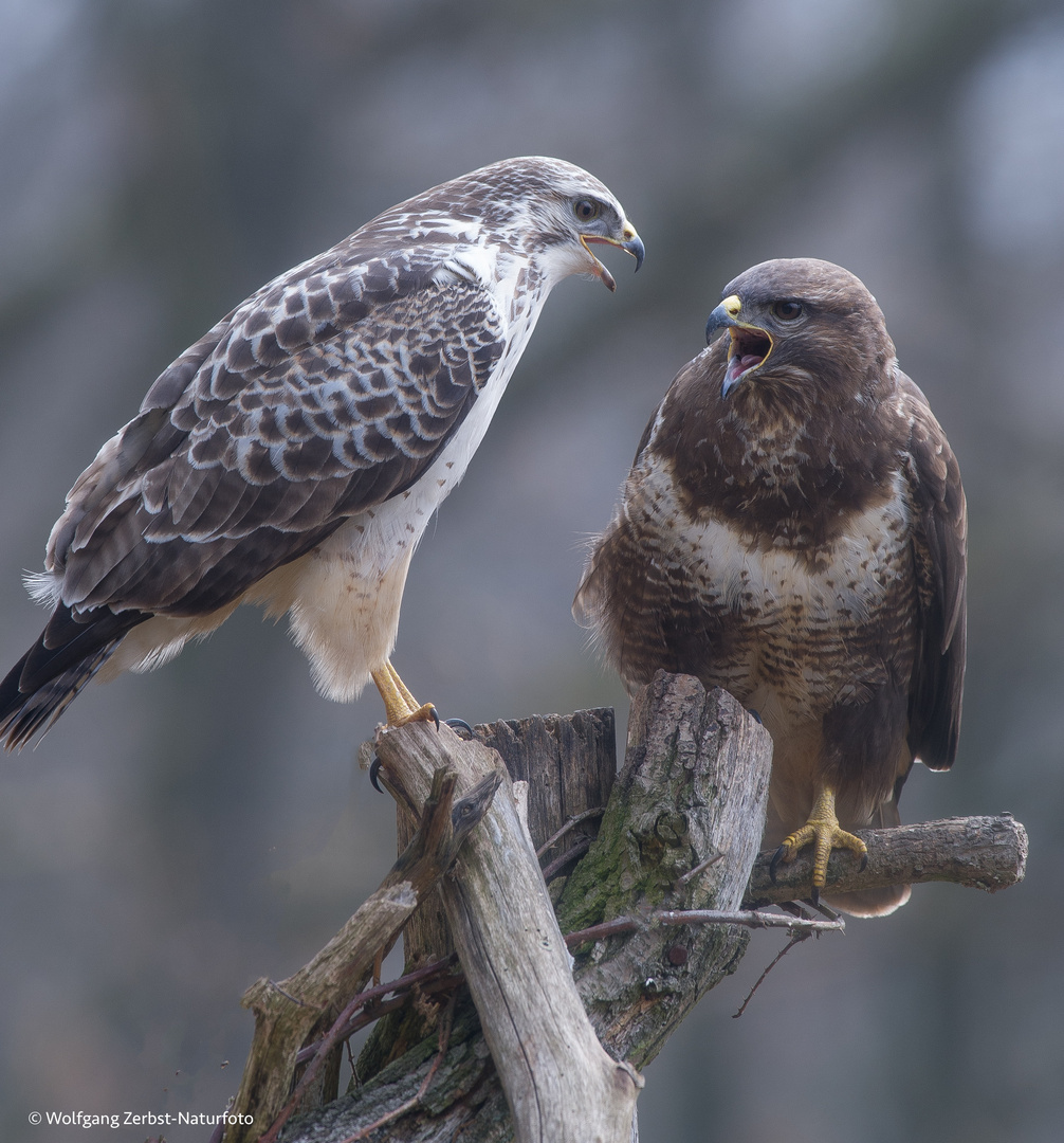 Bussard-Paar --- Foto & Bild | fotos, winter, frühling Bilder auf ...