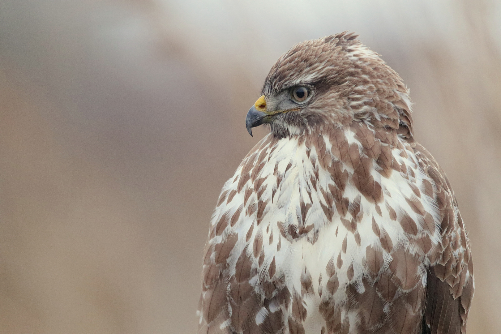 Bussard Porträt Foto & Bild | tiere, wildlife, wild lebende vögel ...