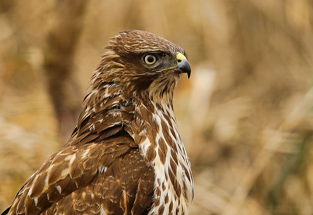 Bussard Portrait Foto & Bild | tiere, wildlife, wildlife luder ...