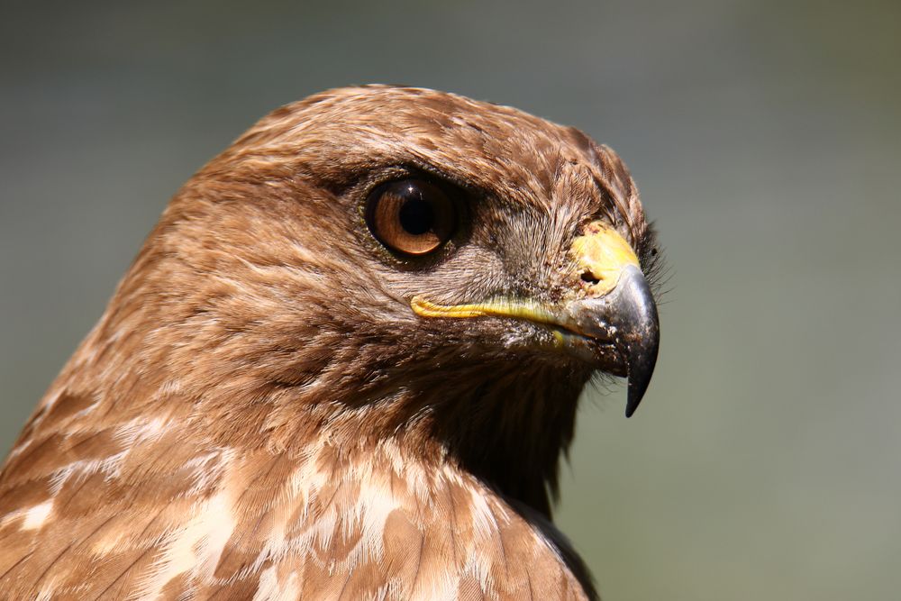 Bussard-Portrait Foto & Bild | tiere, wildlife, natur Bilder auf ...