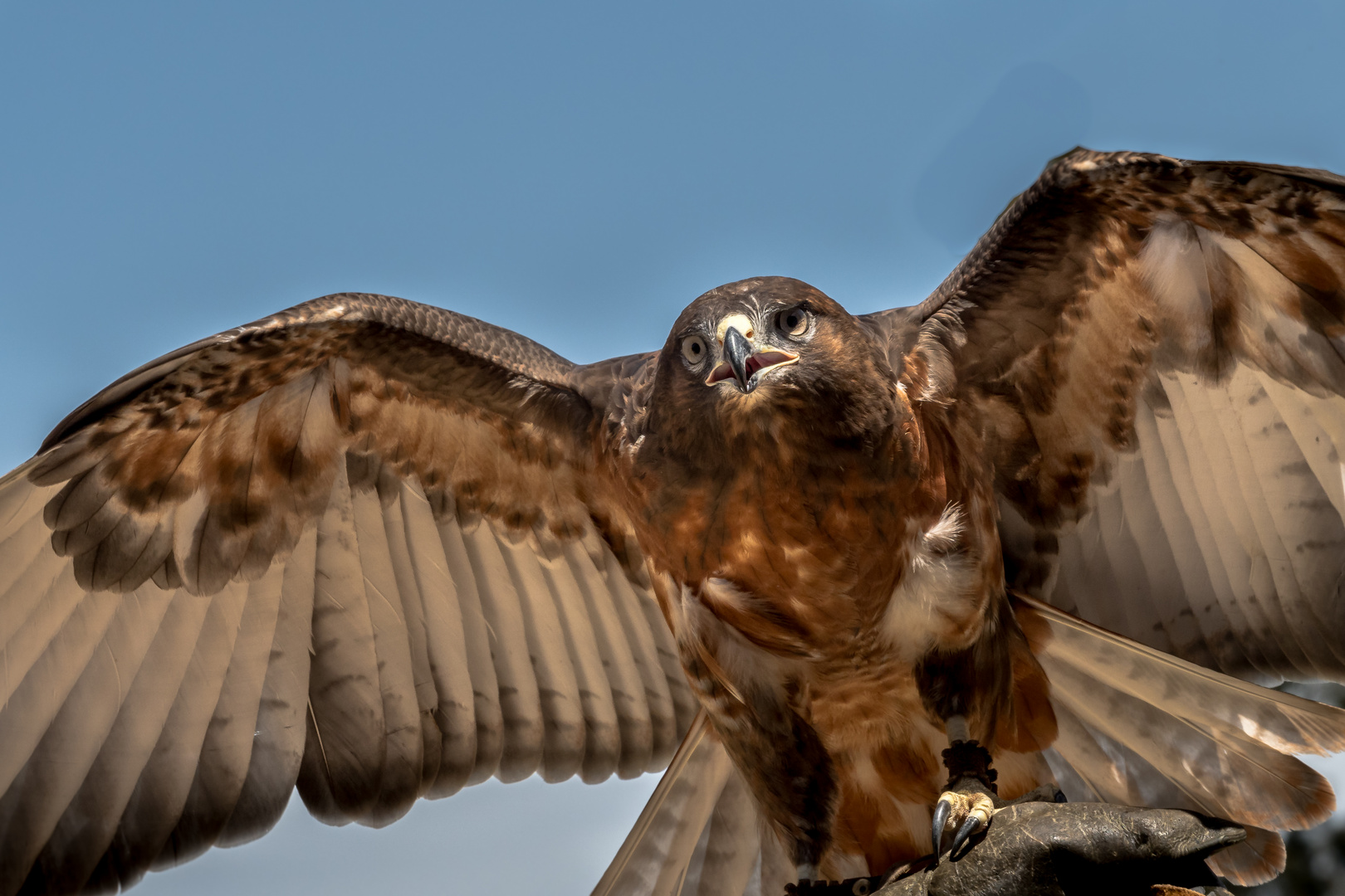 Bussard Südafrika Foto & Bild | tiere, wildlife, vögel Bilder auf ...