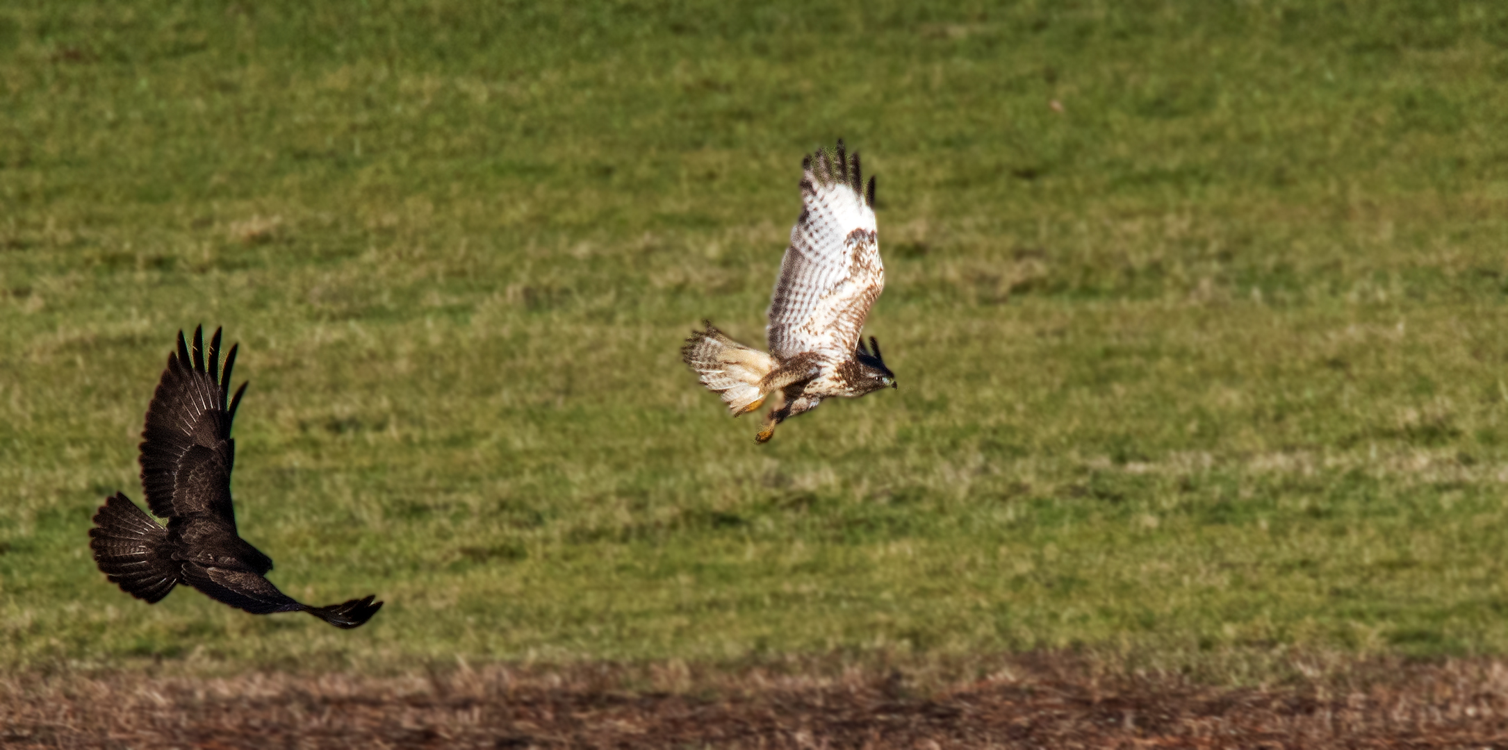 Bussarde 001 Foto & Bild | tiere, wildlife, wild lebende vögel Bilder ...