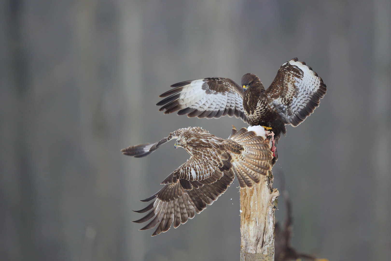 Bussarde-1 Foto & Bild | fotos, winter, natur Bilder auf fotocommunity