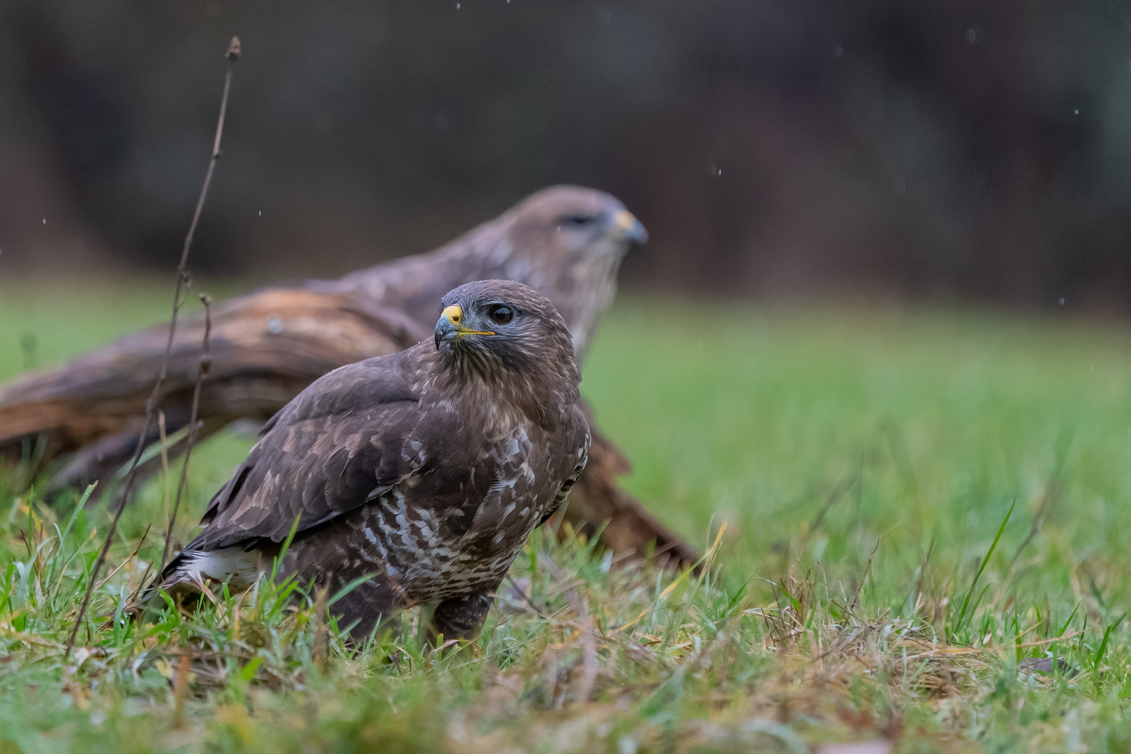 Bussarde Foto & Bild | tiere, wildlife, wild lebende vögel Bilder auf ...