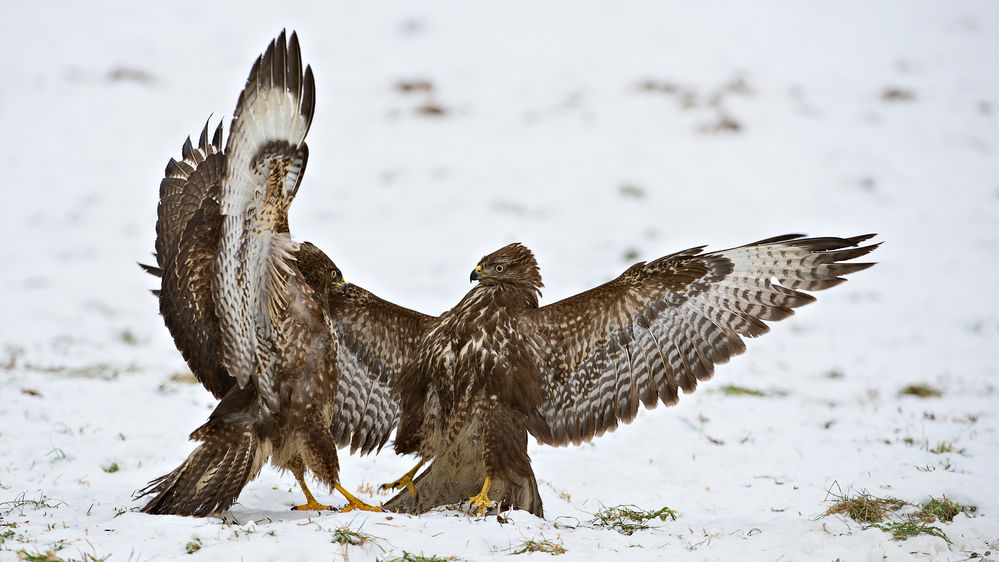 Bussarde Foto & Bild | fotos, nikon, world Bilder auf fotocommunity