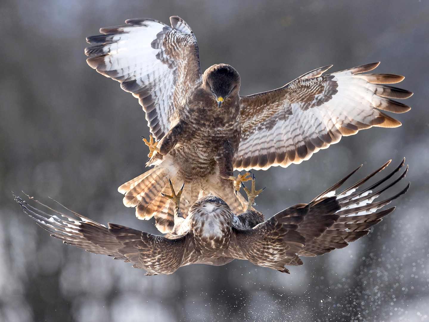 Bussarde... Foto & Bild | natur, greifvogel, tiere Bilder auf fotocommunity