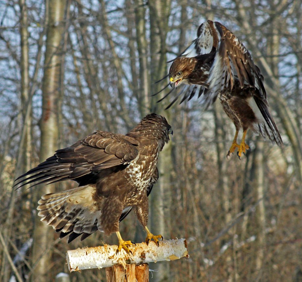 Bussarde..... Foto & Bild | winter, natur, kampf Bilder auf fotocommunity