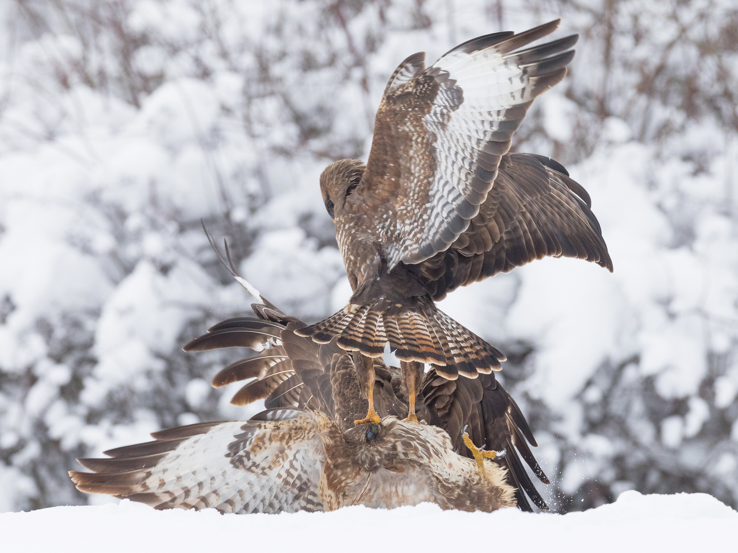 Bussarde Foto & Bild | tiere, wildlife, wild lebende vögel Bilder auf ...