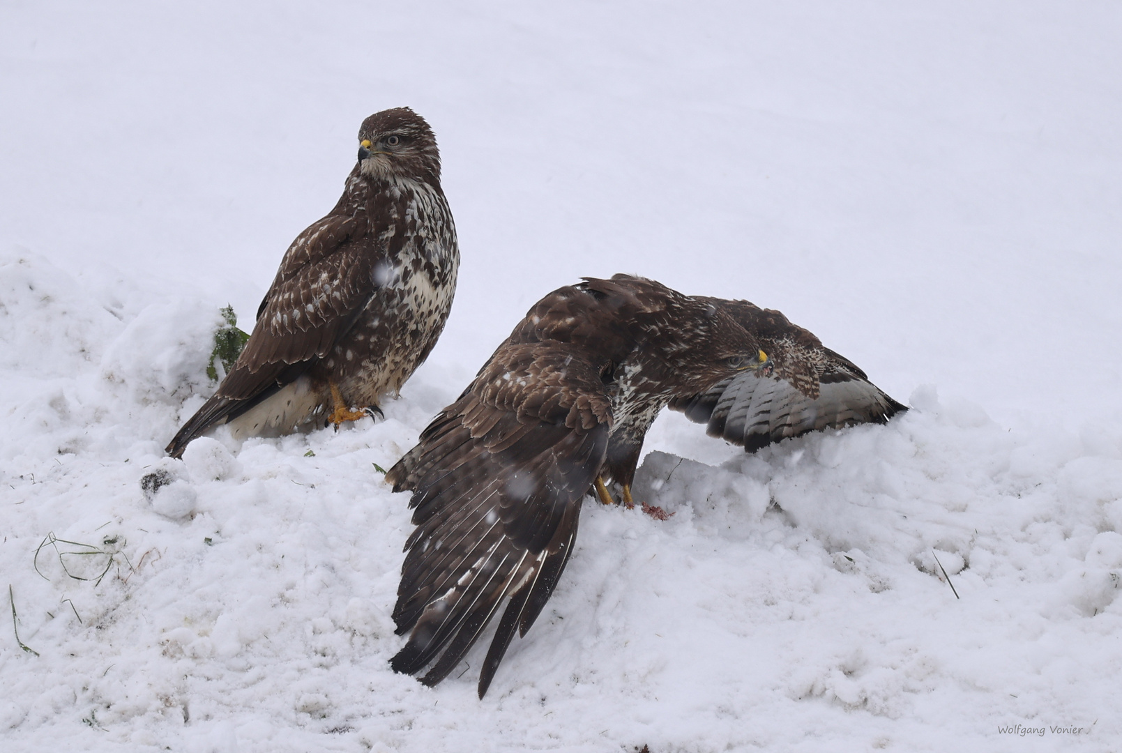 Bussarde bei der Fütterung Foto & Bild | winter, natur, tiere Bilder ...