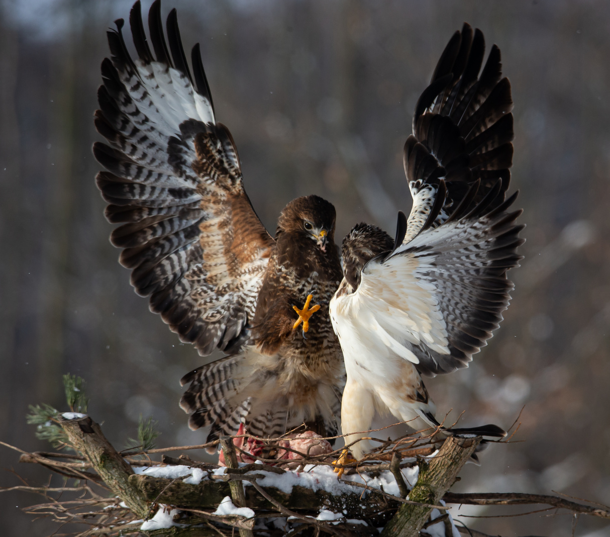 Bussarde B&W Foto & Bild | tiere, wildlife, wild lebende vögel Bilder ...