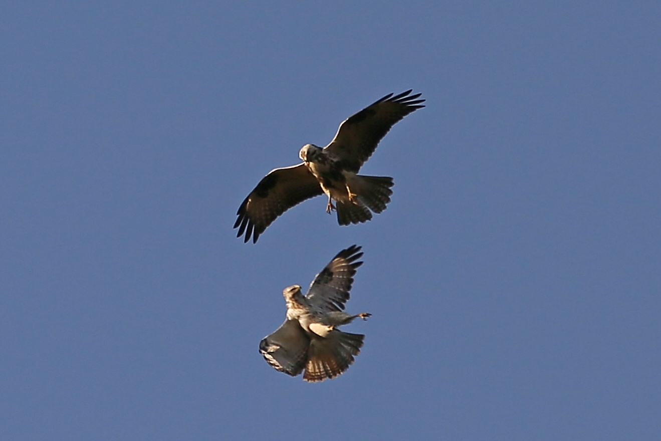 Bussarde im Kampf (2017_03_28_EOS 6D_4315_ji) Foto & Bild ...
