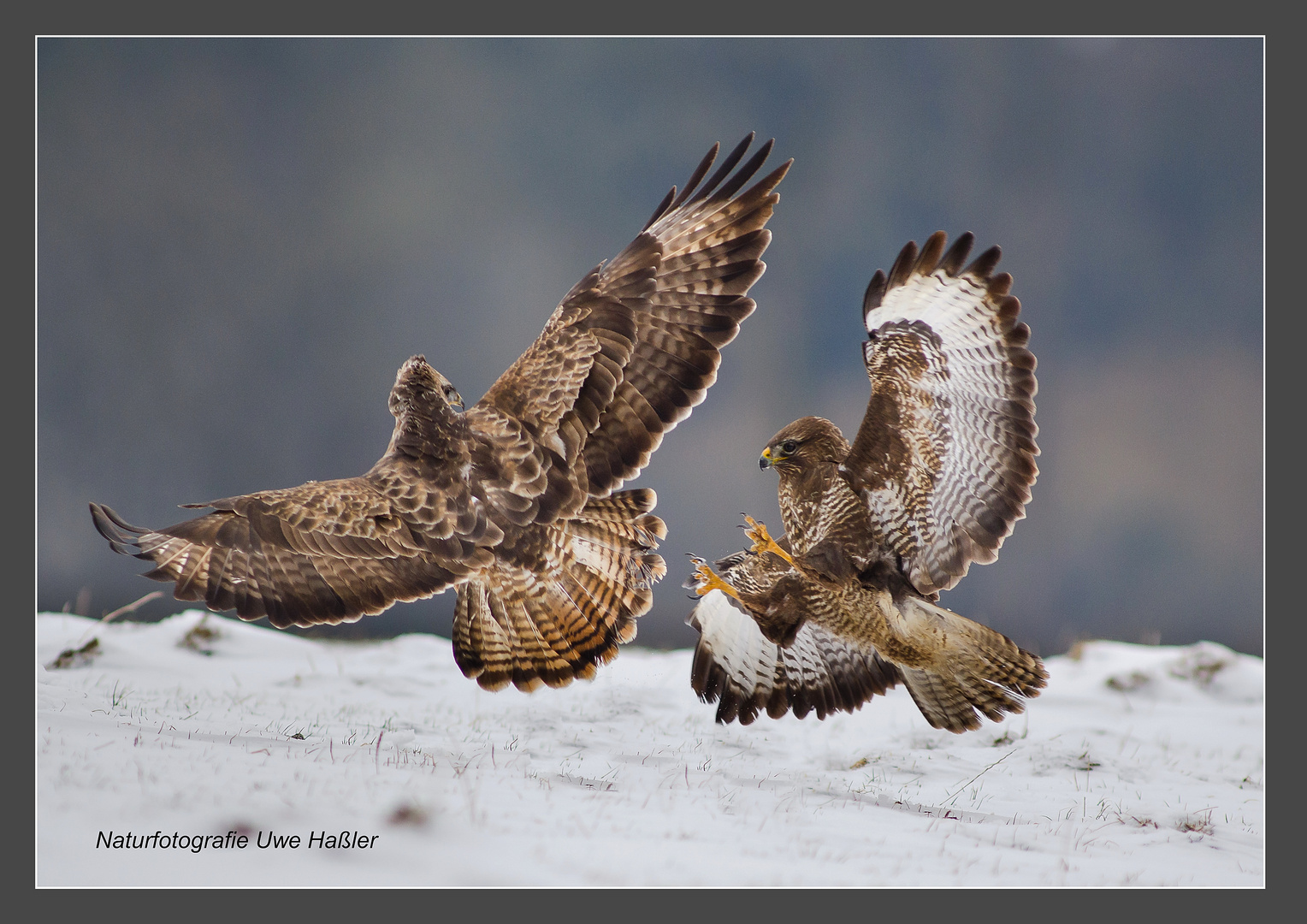 Bussarde im Luftkampf Foto & Bild | tiere, wildlife, wild lebende vögel ...
