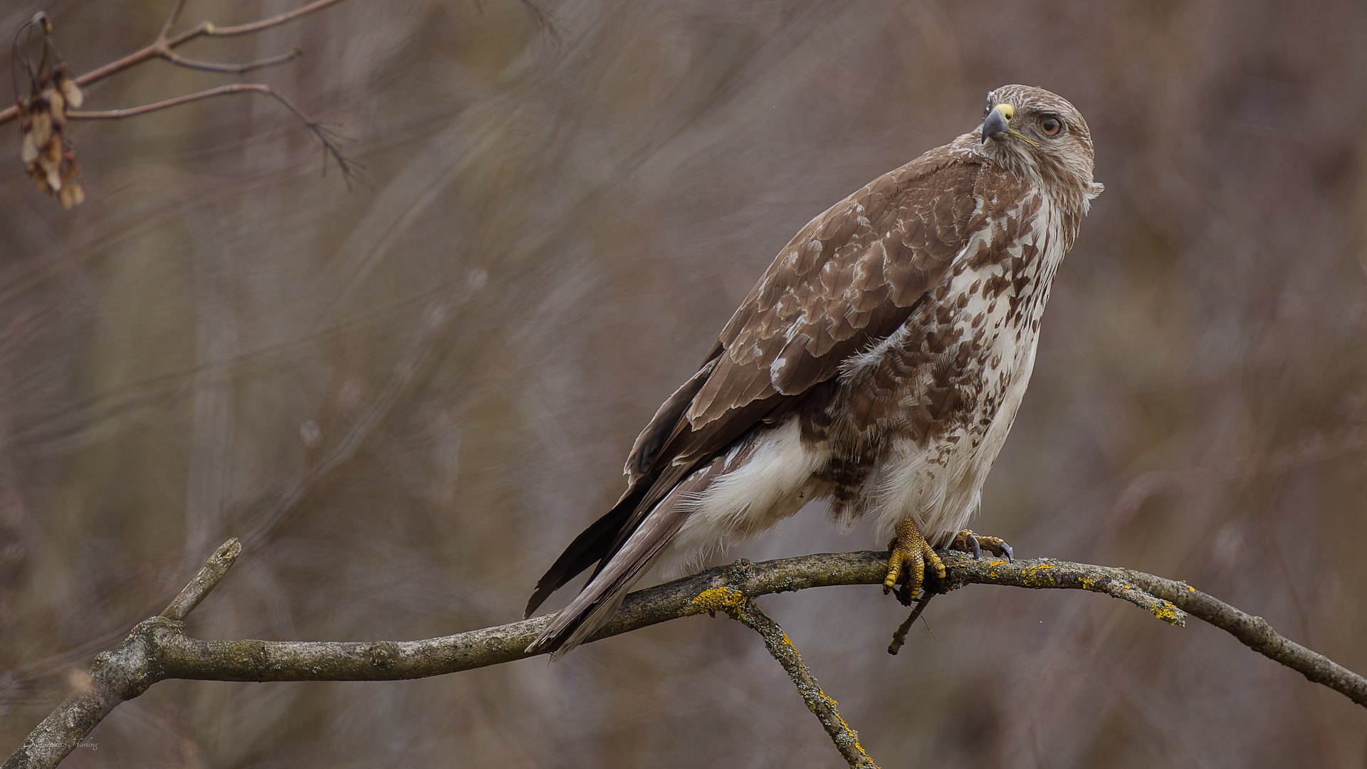 Busshard 2 (1 von 1) Foto & Bild | tiere, wildlife, natur Bilder auf ...