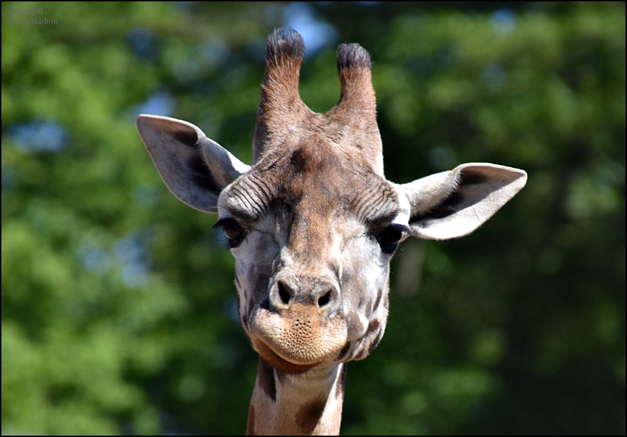 BUSSI !!!! Foto & Bild | natur, tiere, zoo, wildpark & falknerei Bilder ...