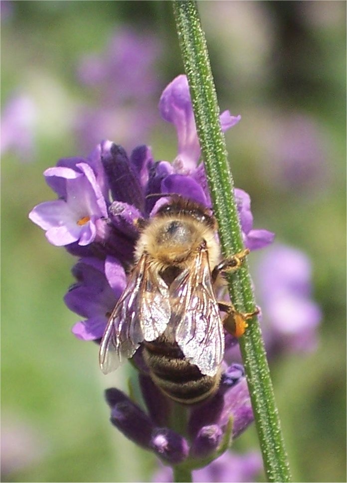 busy lil bee Foto & Bild | tiere, wildlife, insekten Bilder auf ...