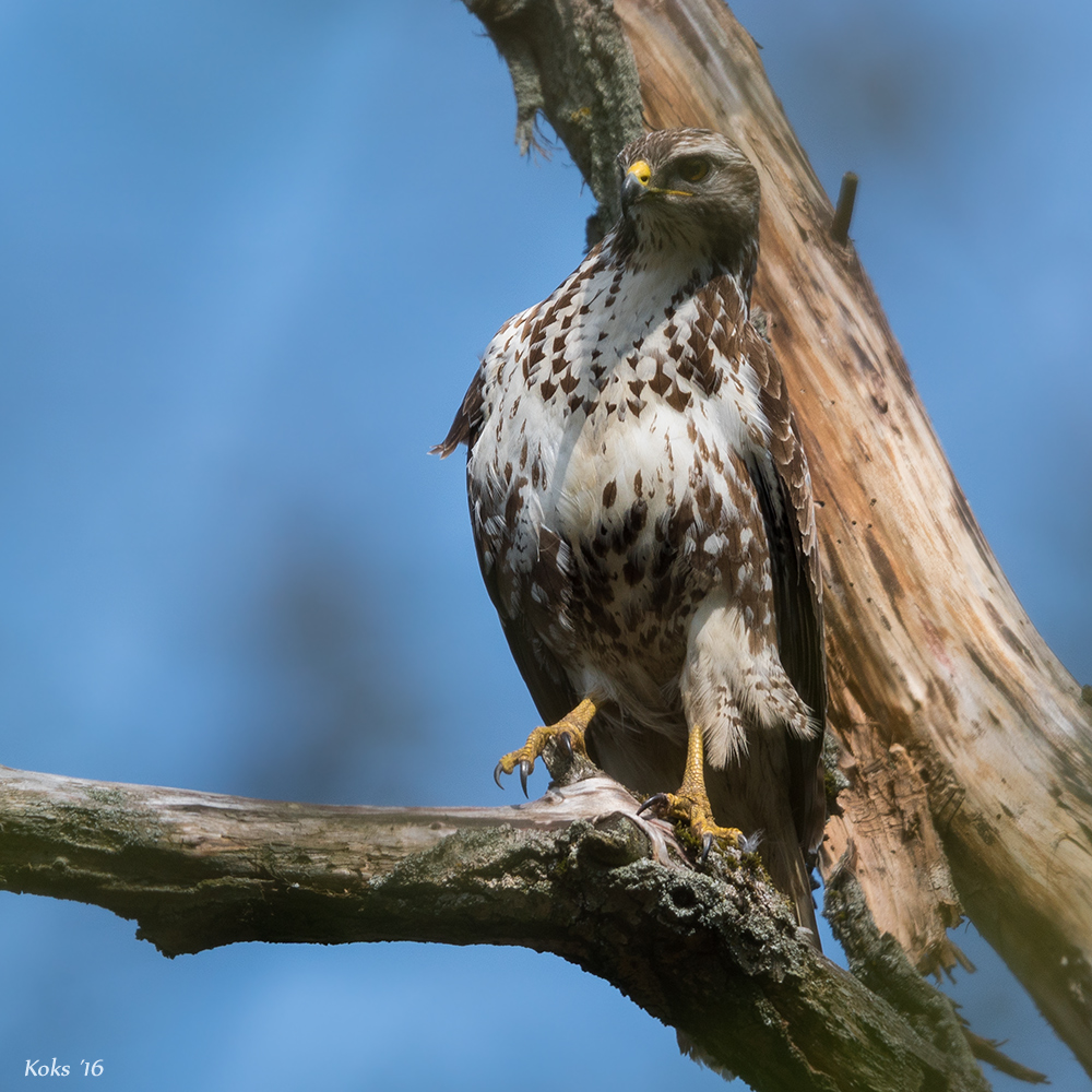 Buteo buteo Foto & Bild | vögel, natur, tiere Bilder auf fotocommunity