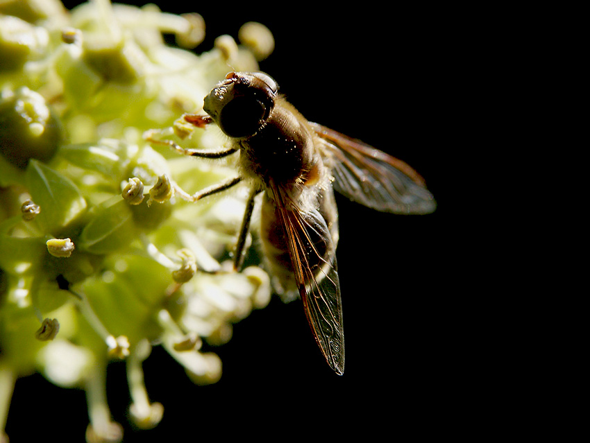 Butinage photo et image | macro nature, macro insectes, nature Images ...