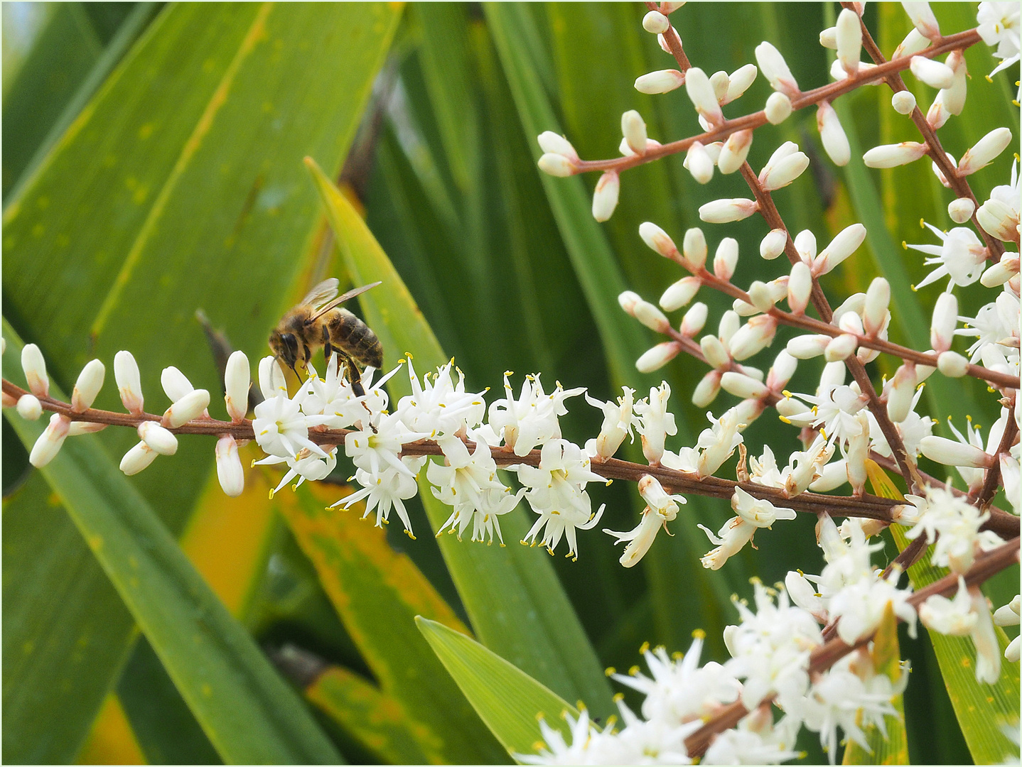 Butinage photo et image | natur, pflanzen, animaux Images fotocommunity