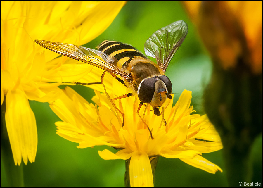 Butinage photo et image | macro nature, macro insectes, les butineuses ...