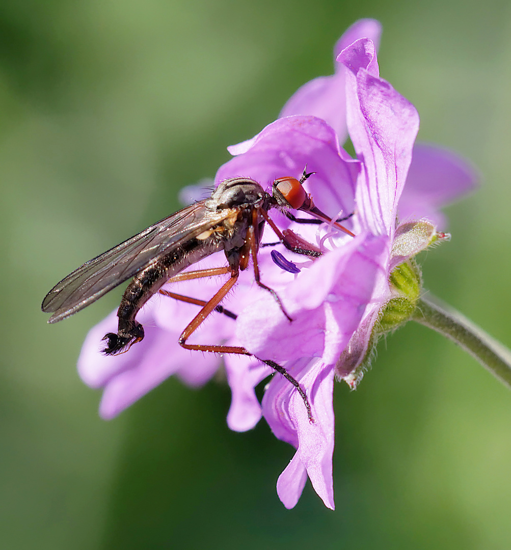 Butinage.... photo et image | macro nature, macro insectes, les ...