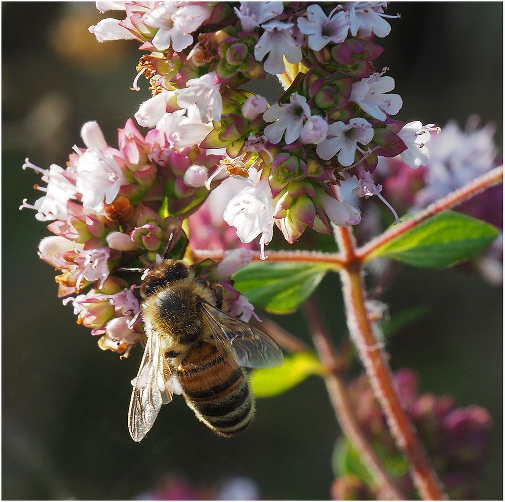 Butinage photo et image | macro nature, macro insectes, les saisons ...